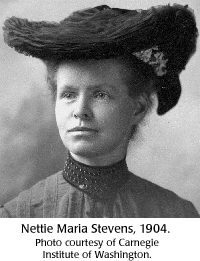 NETTIE MARIA STEVENS (1861-1912)